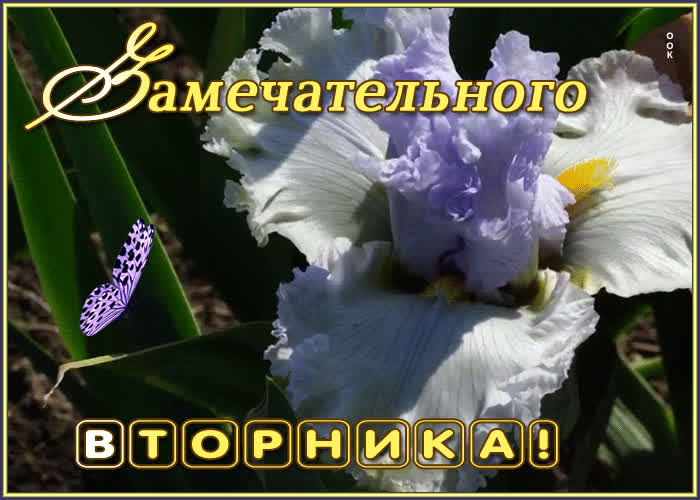 Прекрасная картинка с вторником | Открытки Онлайн